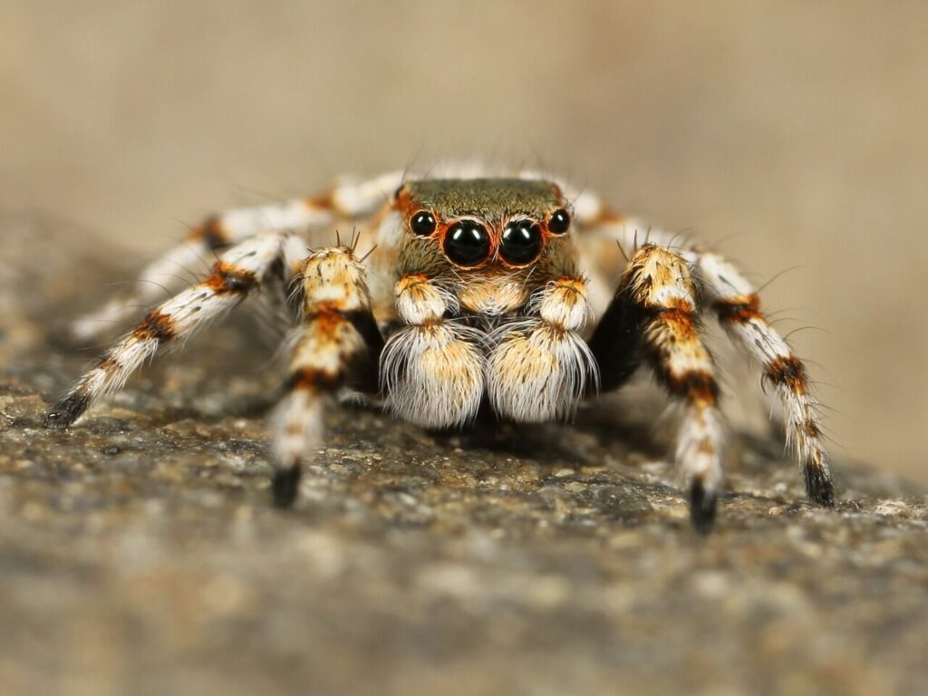 How Long Can a Spider Hold Its Breath? | Xaavo